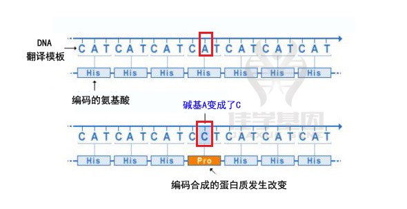 基因突变类型图示_突变deletion表达方式ei ie-CSDN博客